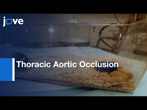 Thoracic Aortic Occlusion: Reproducable Paraplegia | Protocol Preview