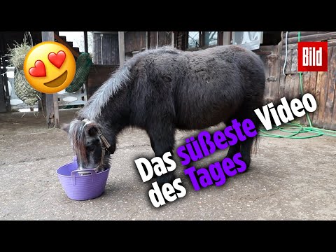 So süß ist das älteste Pony Deutschlands