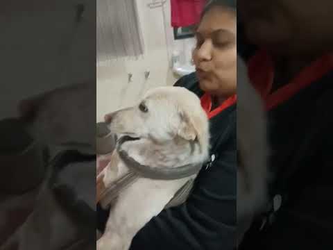 after a long time π₯Ί #shorts #shortfeed #dogs #doglovers