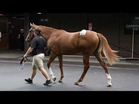 KARAKA 2023 - LOT 246 - STREET BOSS x ILLADORE, CHESTNUT FILLY $250,000