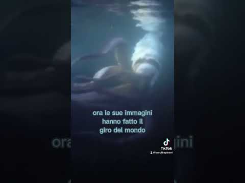 "Il mito diventa realtà! 🦑 Un calamaro gigante nuota nelle acque al largo della costa