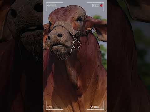 π΄ RED BRAHMAN Cattle Breed β
#bulls #brahman #cows