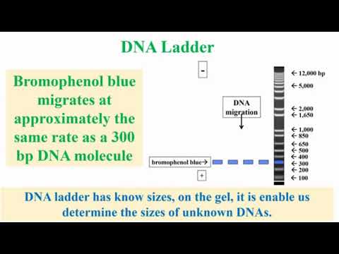 Important of DNA Ladder During Work with Agarose Gel Electrophoresis