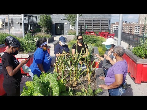Green NYC | DiverseCITY