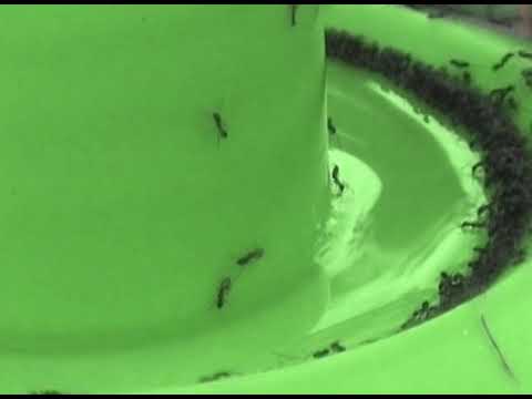 KM AntPro® | Nokomis Pest Control