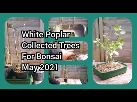 White Poplar Collected Trees For Bonsai Update May 2021