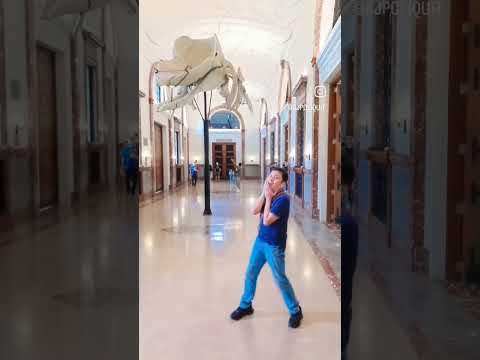 Marinduque Sperm Whale Skeleton @ National Museum of Natural History, Manila 2022