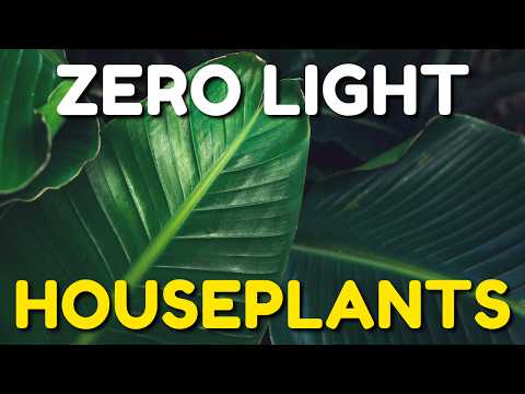 20 Best Plants For Windowless Room