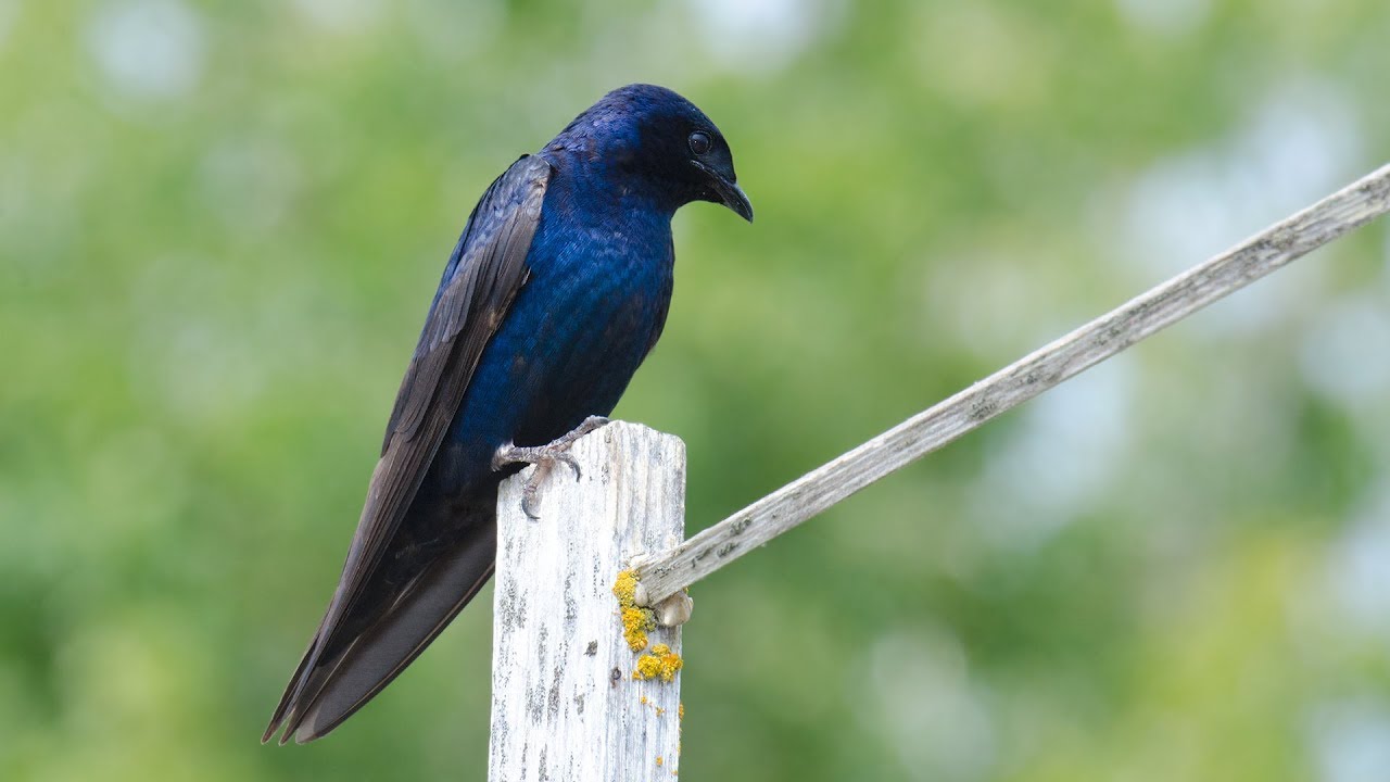 Attracting Purple Martins – Family Plot