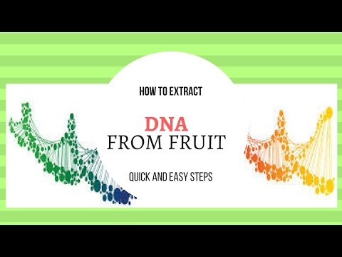 extraction of DNA from a Kiwi
