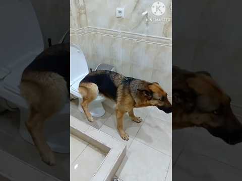 what da dog doin