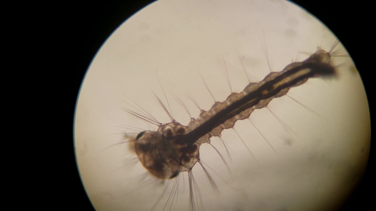Mosquito Larvae Under Microscope