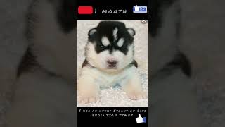 How Did Huskies Evolve
