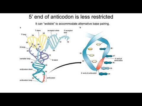 Genetic Code