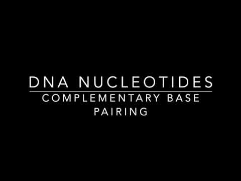 DNA Complementary Base Pairing