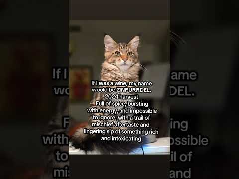 Wine name for Cat #funnycats #cats #mainecoonlover #zinfandel