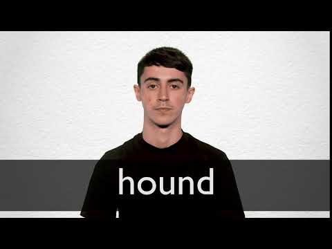 HOUND definition and meaning | Collins English Dictionary