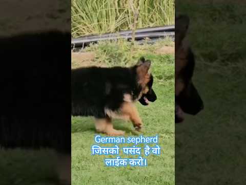 German shepherd dog #germanshepherd #gsds #love#pets