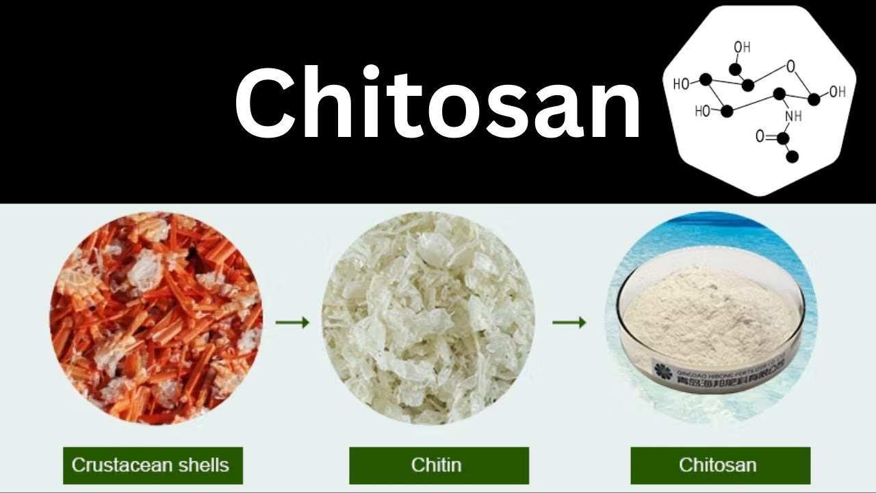Chitosan natural polymer for green chemistry, circular economy, and advanced functional materials
