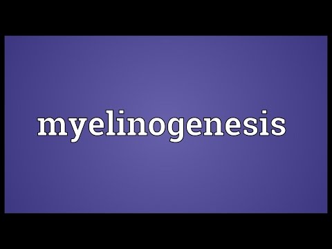 Myelinogenesis Meaning