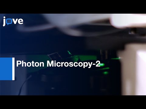 2-Photon Microscopy : Glomerular Permeability| Protocol Preview