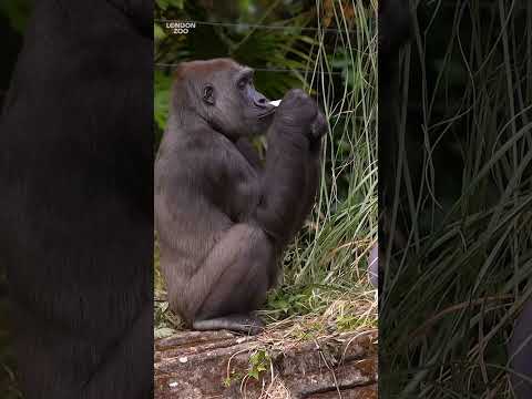 Five facts: gorillas