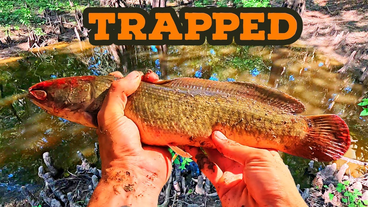 RESCUING BIG FISH TRAPPED in TINY PUDDLE