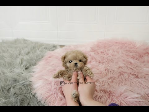 Maltipoo with soft brown fur and lovely face💕💕 - Aloha Teacup Puppies