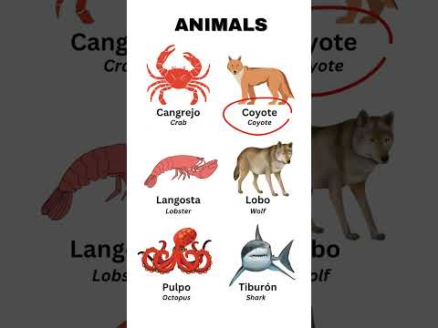 Animals in Spanish ; Learn Spanish