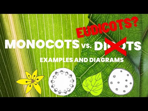 What are Eudicots and Basal Angiosperms? | Flowering Plant Classification