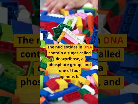 What is the difference between DNA and RNA? Pt 1