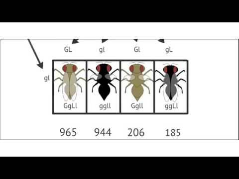 An Introduction to Linked Genes