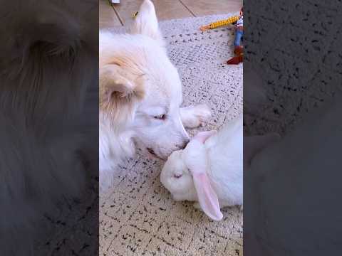 Very Clingy Bunny + Very Patient Dog = 💞