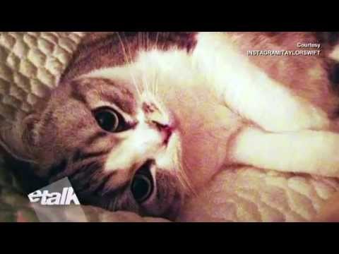 CELEBRITY CATS