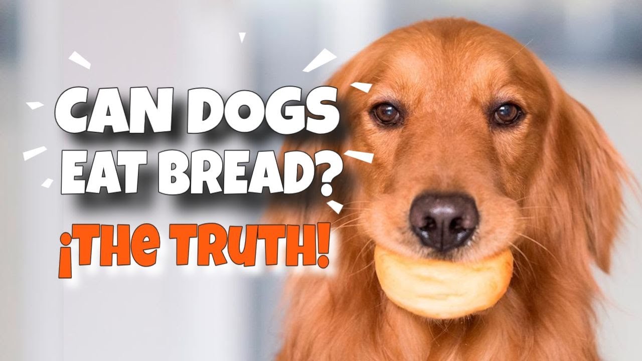 CAN DOGS EAT BREAD? 🐶🍞¡The Brutal Truth!