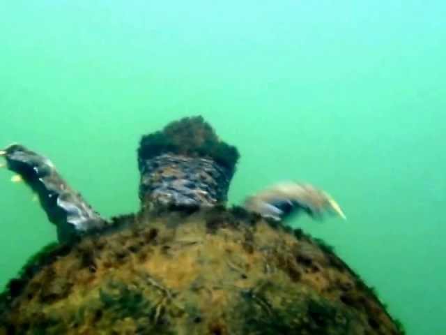 Tortuga punk en peligro de extinción por su venta masiva | Excélsior