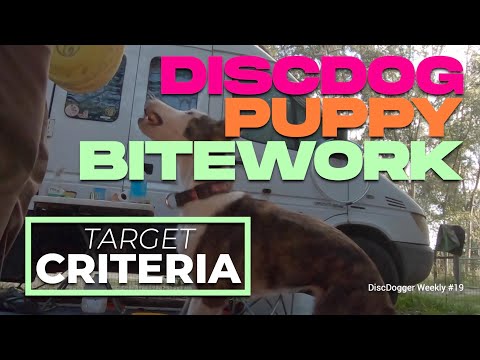 Disc Dog Puppy BiteWork | Target Criteria with Grasshopper