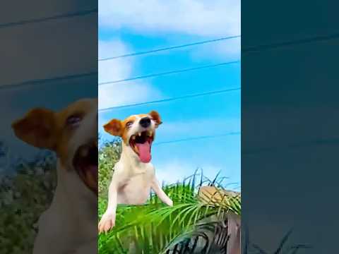 Squirrel Air Surfer - "Laughing Dog"