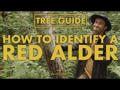 Red Alder — How to Identify Them. Nerdy About Nature - Tree Guide | Ep. 2