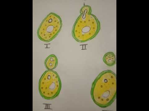 Diagram of Reproduction through budding in yeast