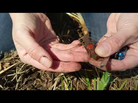 Bloodroot