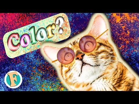 Can cats see color or just black and white? | Truth about cats vision
