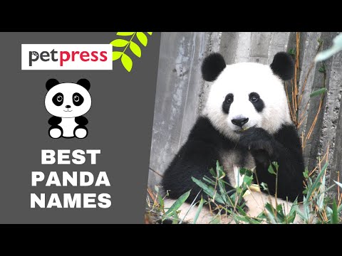 Best Panda Names - Best Way To Name Your Panda