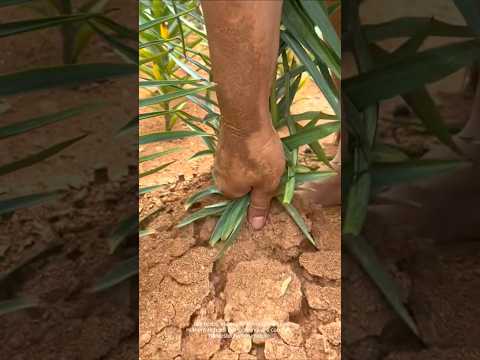 Fresh harvesting lilies: Nature’s gift beneath the soil
