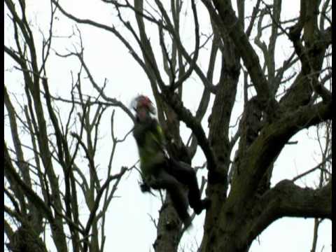 PJ Chaffin - Tree Surgeons