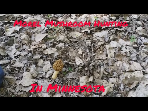 Morel Mushroom Hunting in Minnesota