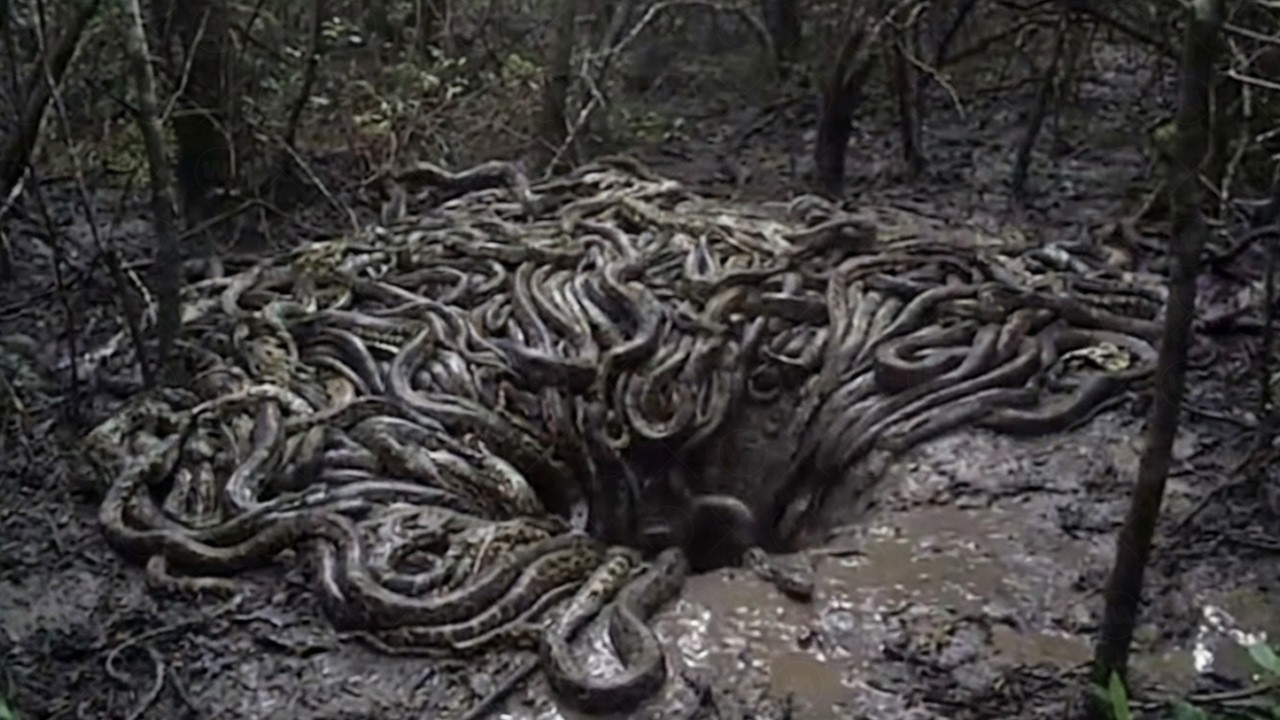 Something Has Started Swallowing Pythons in One Bite in Florida