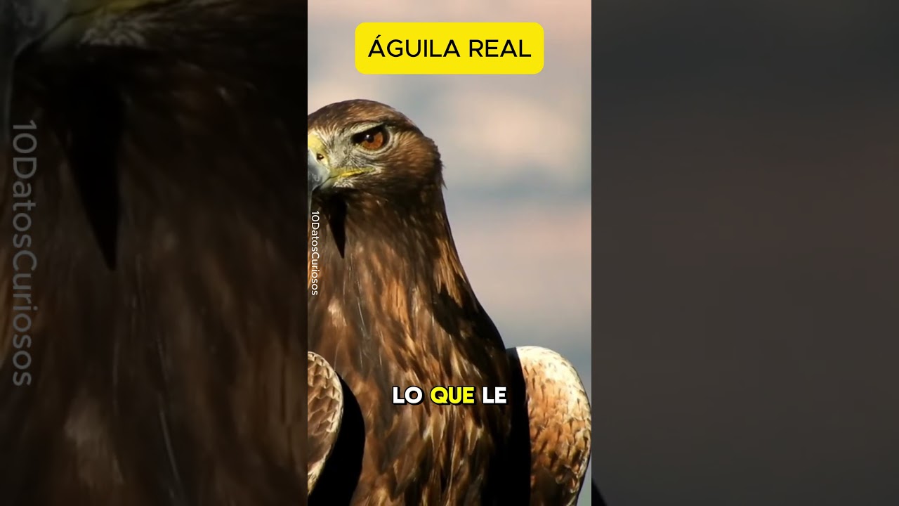 10 Datos Curiosos sobre el ÁGUILA REAL