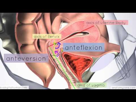 Introduction to Female Reproductive Anatomy Part 3 - 3D Anatomy Tutorial