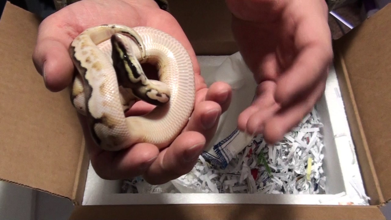 Final Ball Python Unboxing of 2016